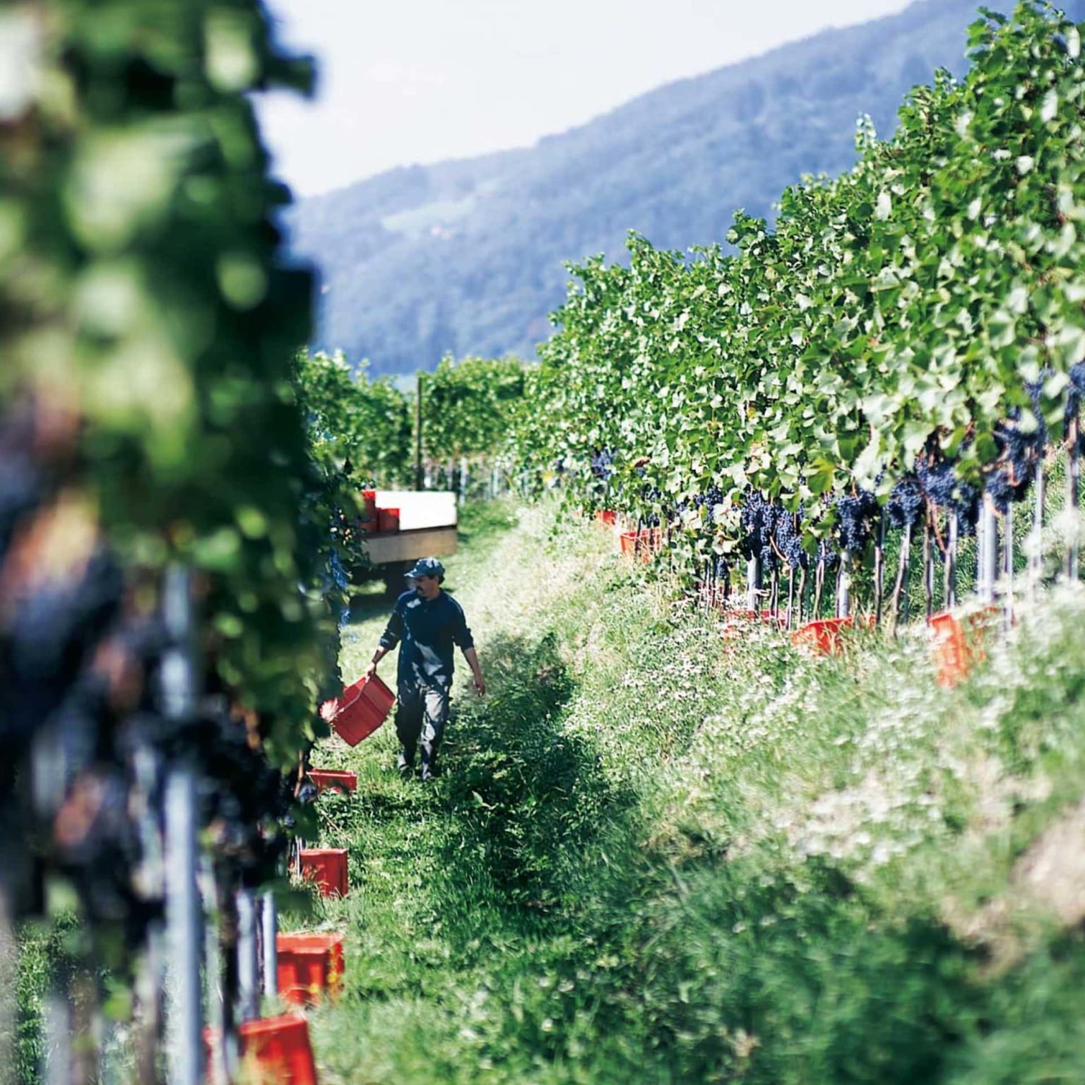 Rheintalwein - rheintal.com